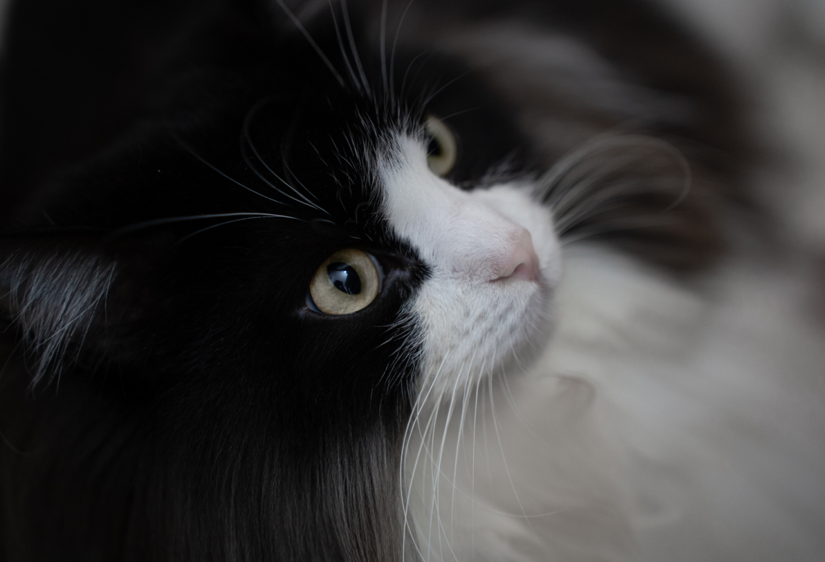 🐱Qwen Image Layered Image Decomposition and Layering😼 - RunningHub ...